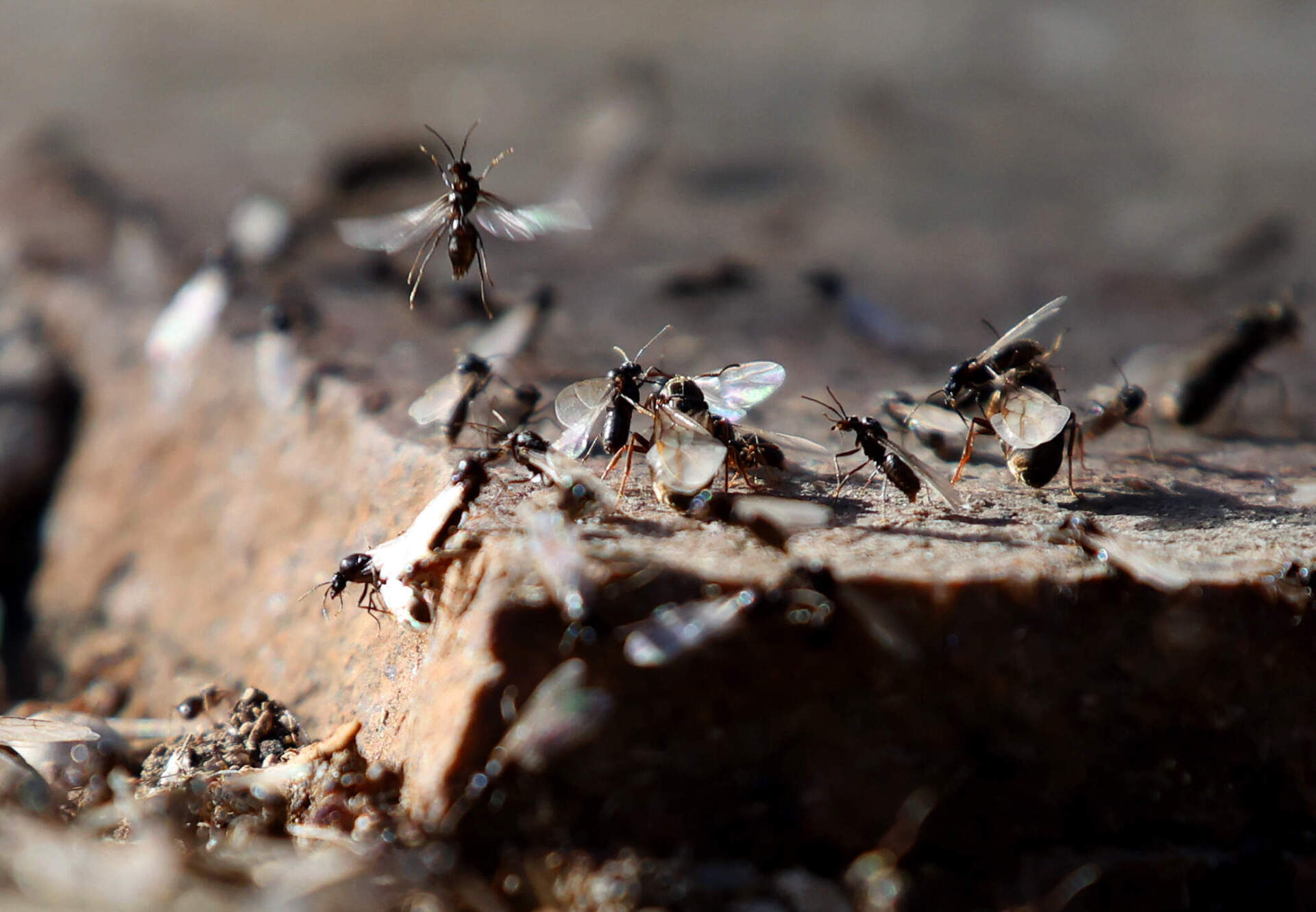 Those flying ants in Boston are lovers, not fighters | WBUR News