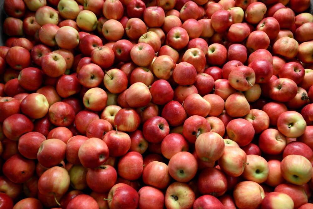 The golden age of apples: How the fruit went from drab to delicious ...