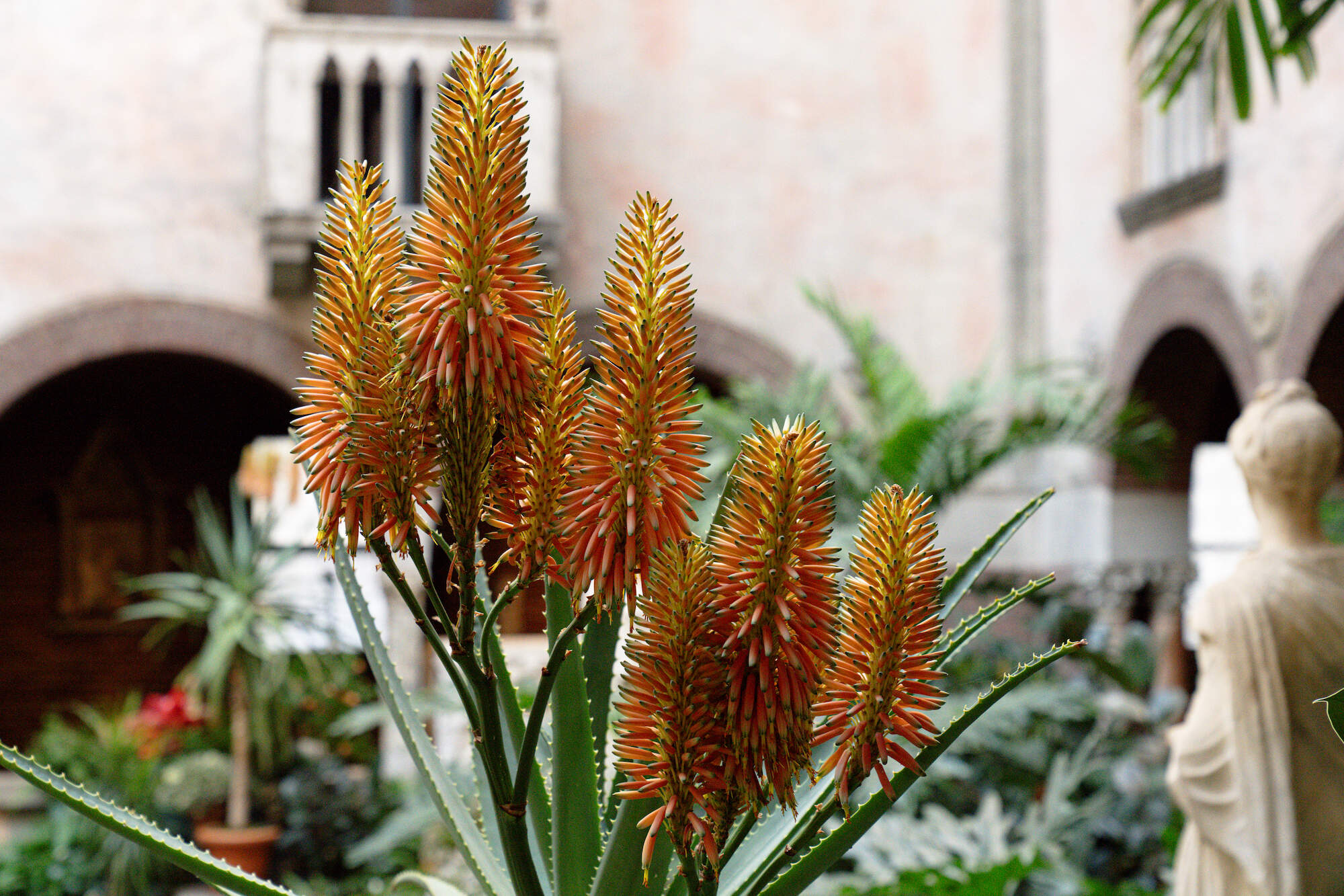 A feast for the eyes in the Gardner Museum’s holiday courtyard | WBUR News