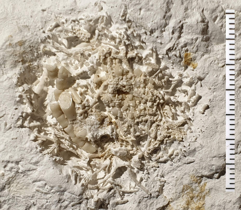 66-million-year-old fossilized fish vomit found in Denmark | NCPR News