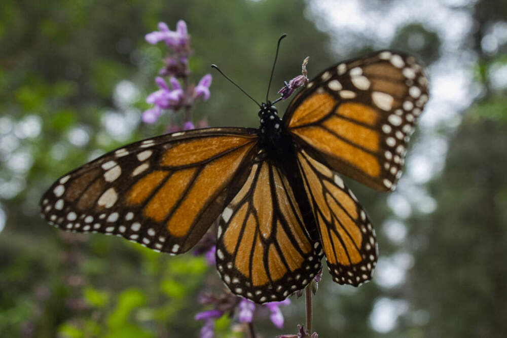 Monarch butterfly population doubles | NCPR News