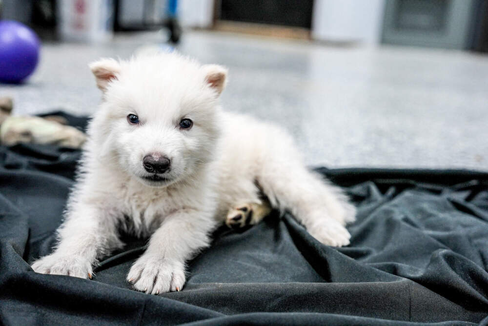 Pups with traits of the extinct dire wolf are here. But why? | NCPR News