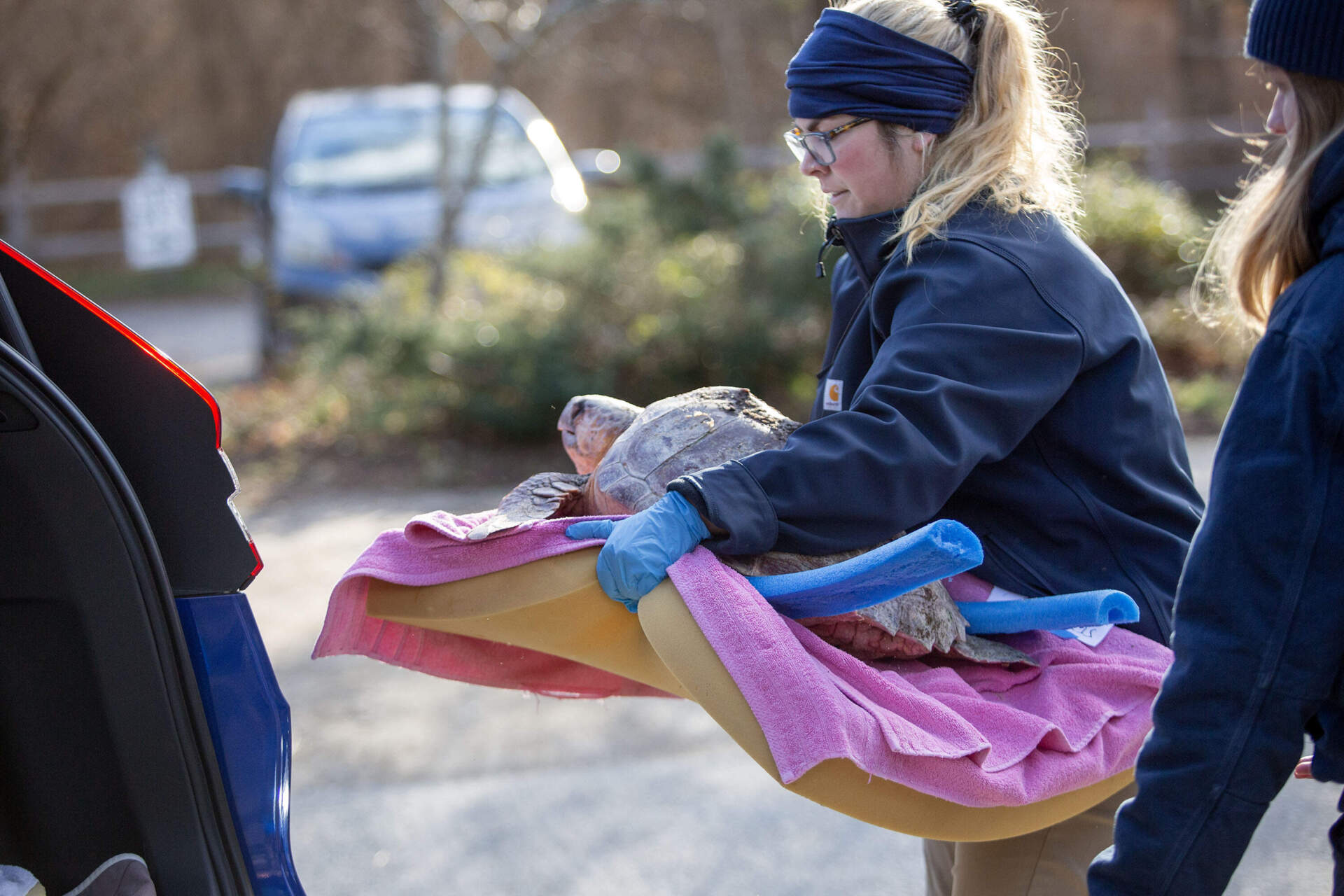 It's cold-stunned sea turtle season in Massachusetts. Here's what to ...