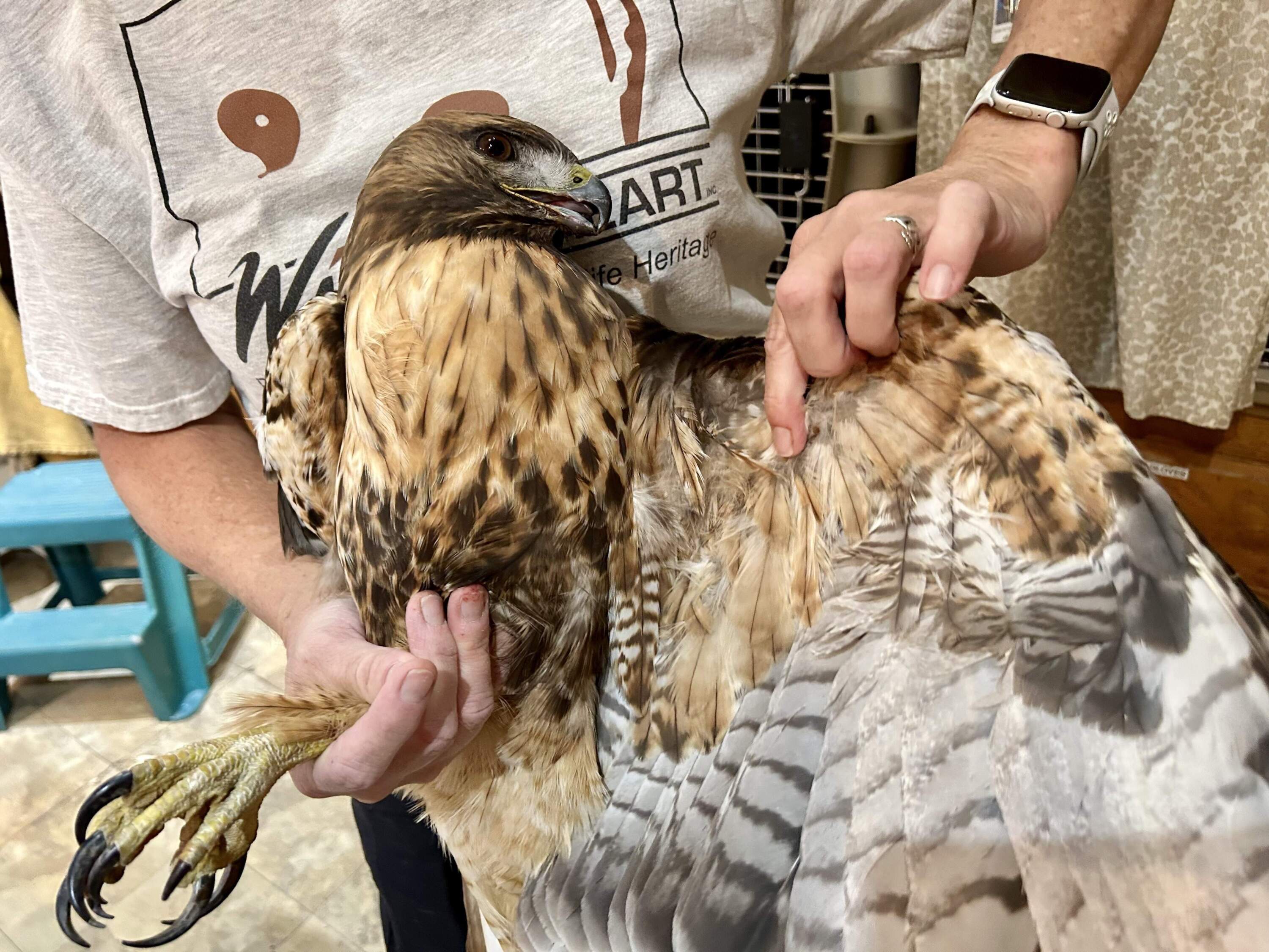 What happens when a hawk is electrocuted by a power line? | Here & Now