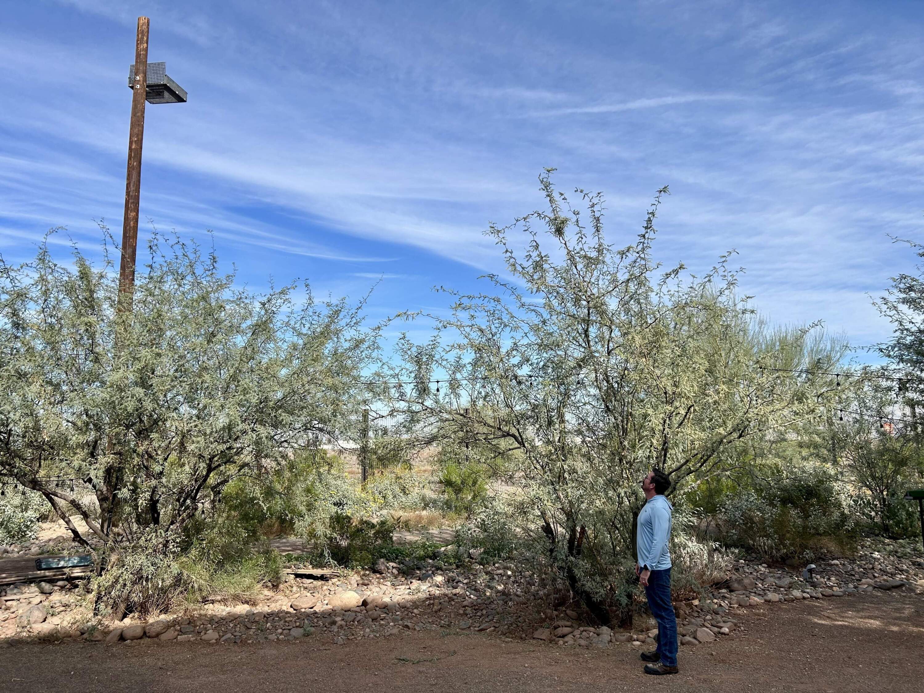 What happens when a hawk is electrocuted by a power line? | Here & Now