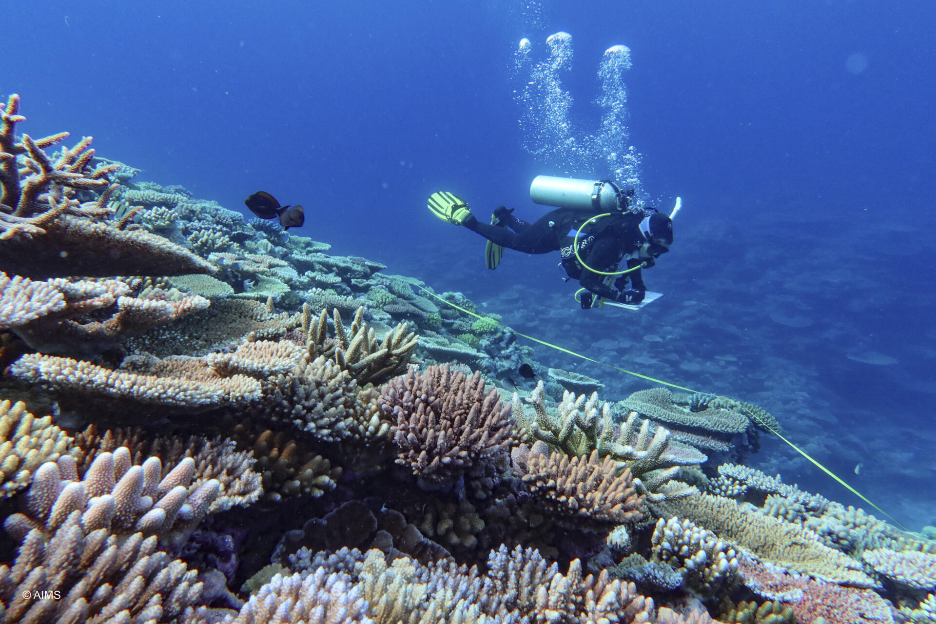 Scientists are using new technology to save the Great Barrier Reef ...