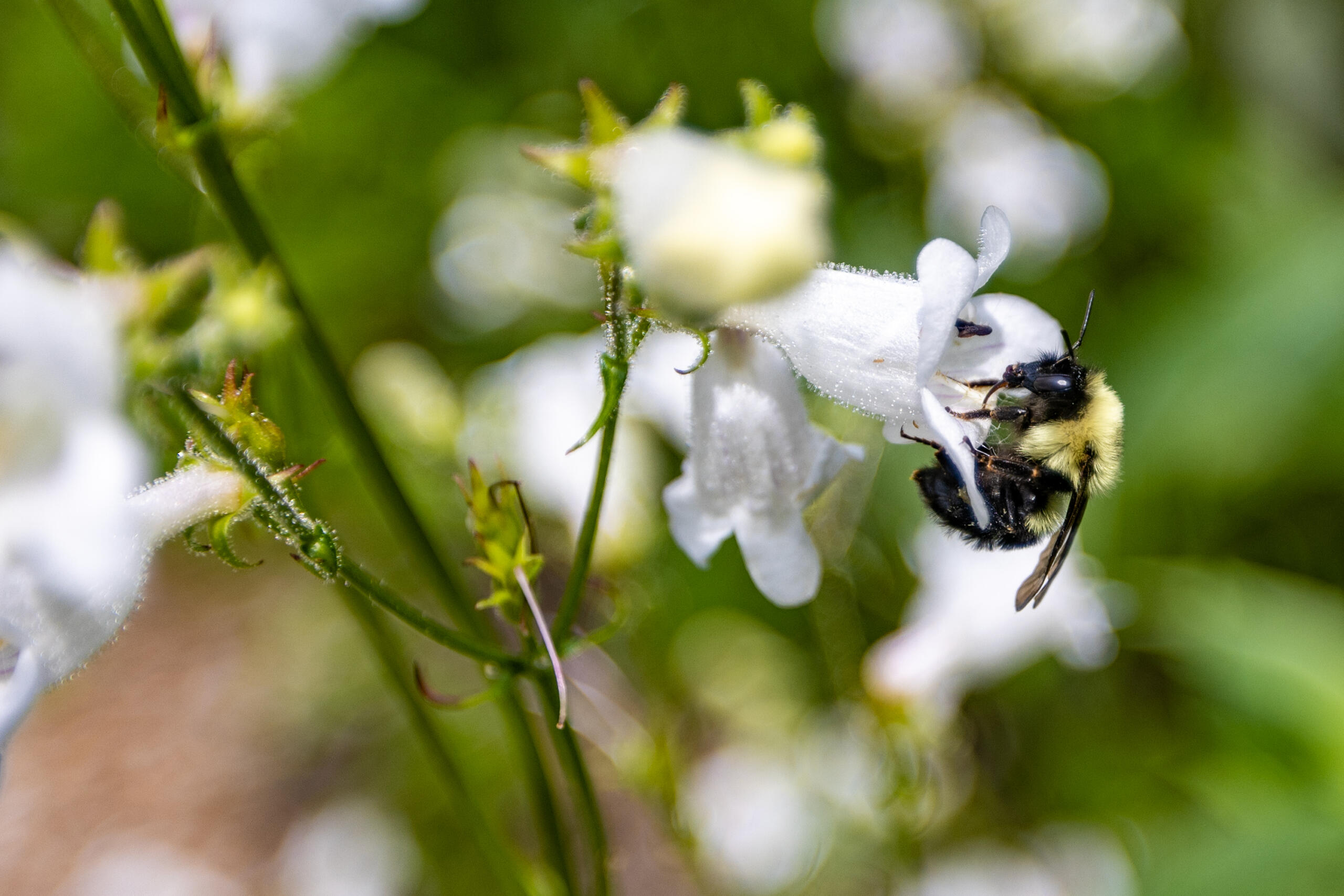 Massachusetts gives out free native plant kits for Growing Wild day ...