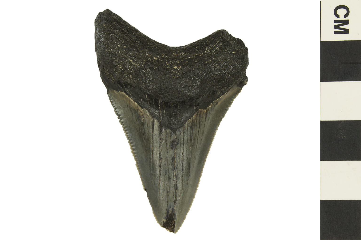 The megalodon was the apex predator of its day | Here & Now