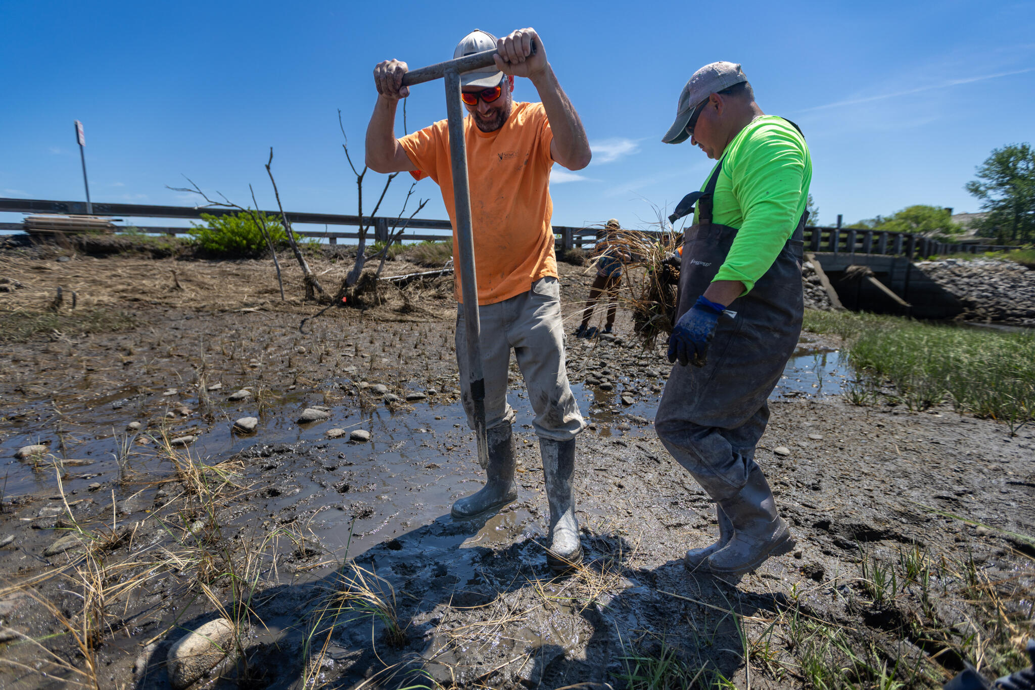 The race to save a Cape Cod salt marsh from sea-level rise | WBUR News