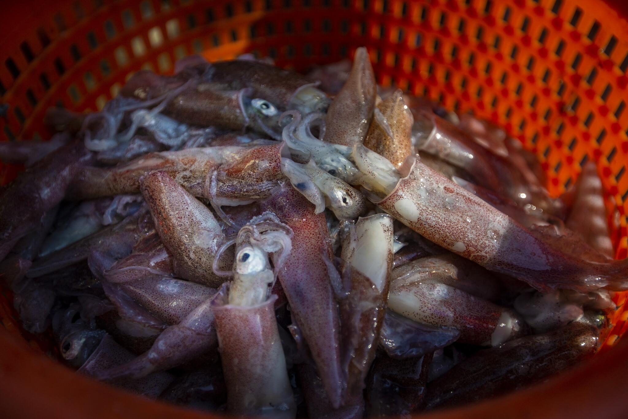 Thousands of dead squid piling up on Provincetown beaches is normal ...