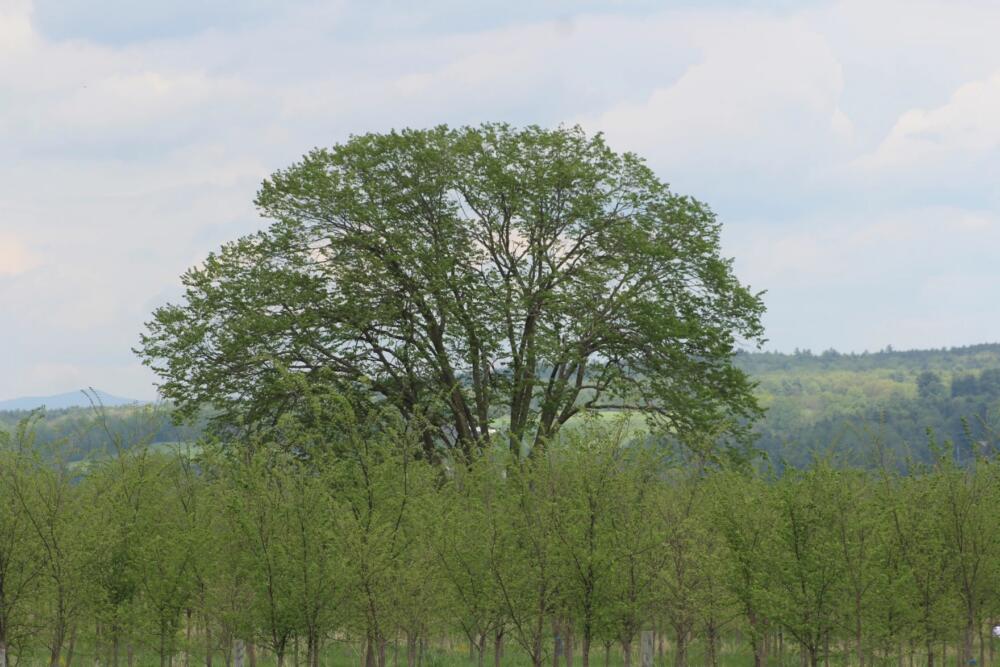 Scientists are injecting elm trees with a killer fungus to save them ...